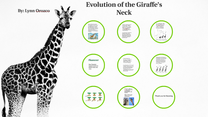 Evolution of Giraffe's Neck by Lynn Orozco on Prezi
