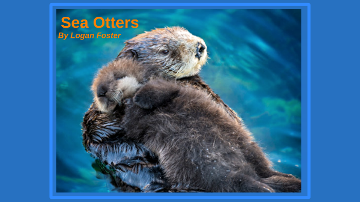 Sea Otters by logan foster on Prezi