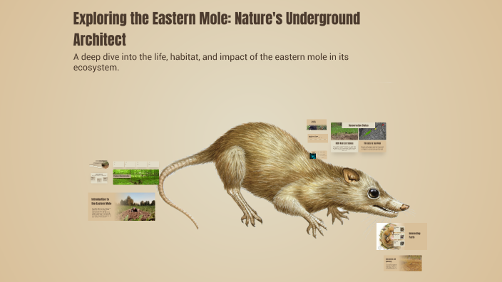 Exploring the Eastern Mole: Nature's Underground Architect by jesse ...
