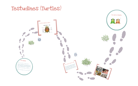Turtle Respiratory System by Lauren Hampton on Prezi