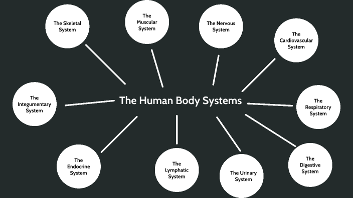 Human Body Systems by 22Owen Nigg on Prezi