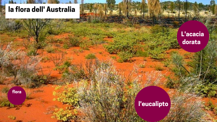 la flora australiana by Matteo Facchini on Prezi