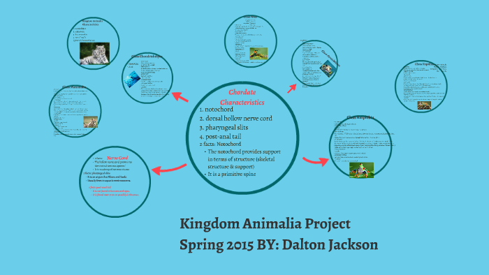 Kingdom Animalia Project Spring 2015 by dalton jackson on Prezi