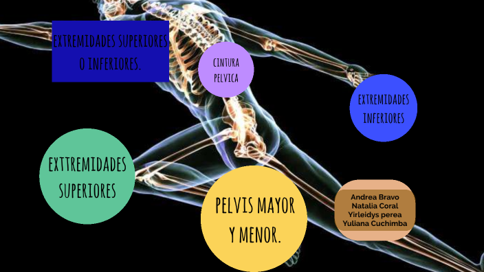 Miembros superiores e inferiores by natalia coral on Prezi