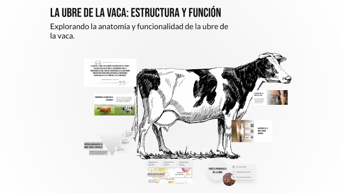 La ubre de la vaca: Estructura y Función by Dannys Martínez on Prezi