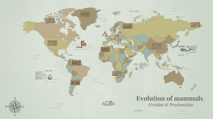 Evolution of mammals: Ursidae & Procionidae by Cioran Camelia Adriana ...