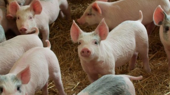 Raquitismo en Cerdos by melany cuastuza on Prezi