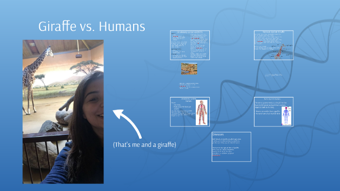 Giraffe vs. Humans by Isabella Cedrone on Prezi
