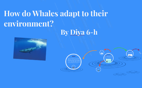 How do Whales adapt to their by diya freddy on Prezi