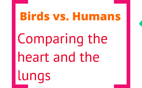 Birds vs Humans: Heart and Lungs by Stephanie Reuter on Prezi