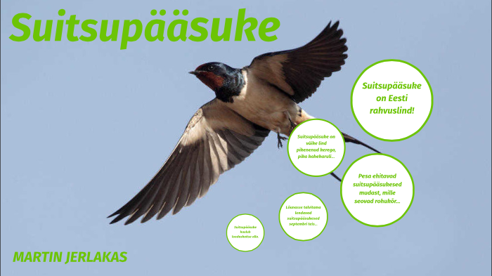 Suitsupääsuke_Martin by Ranele Raudsoo on Prezi