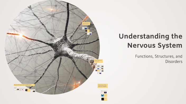 Understanding the Nervous System by Molly Mansmann on Prezi