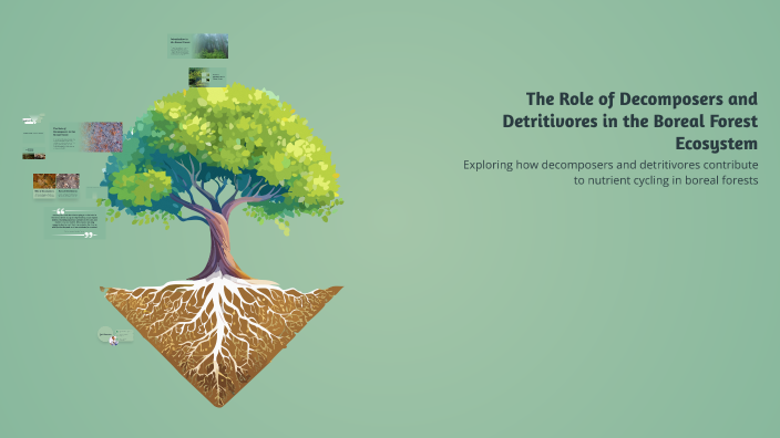 The Role of Decomposers and Detritivores in the Boreal Forest Ecosystem ...