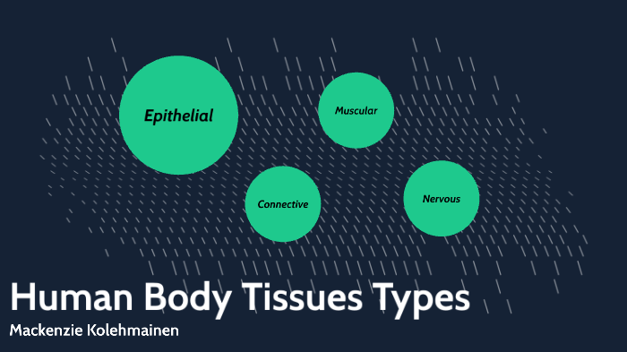 Human Body Tissue Types by mackenzie kolehmainen on Prezi
