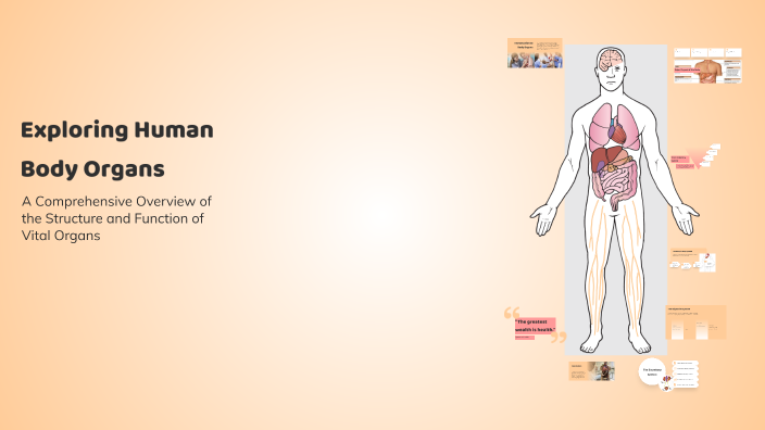 Exploring Human Body Organs by Daniz Allahverdiyeva on Prezi