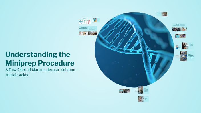 Understanding the Miniprep Procedure by Madison Kay Tuder on Prezi