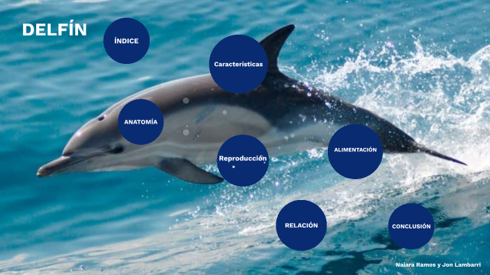 DELFÍN by Naiara Ramos on Prezi