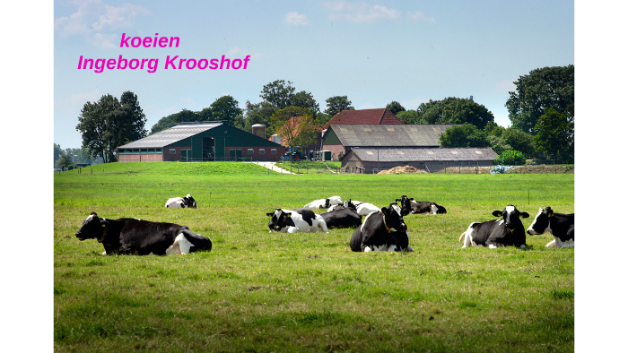 Van kalf tot koe by Annemijn Krooshof on Prezi