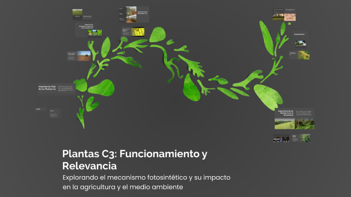 Plantas C3: Funcionamiento y Relevancia by diego amaya heredia on Prezi