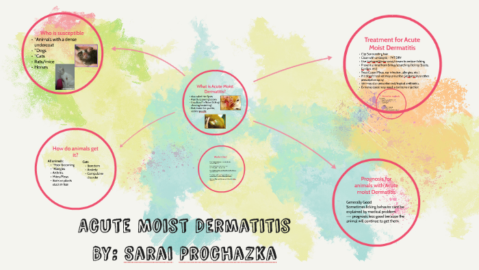 Acute Moist Dermatitis by Sarai P on Prezi