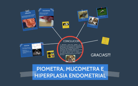PIOMETRA, MUCOMETRA Y HIPERPLASIA ENDOMETRIAL by Monik Ruiz on Prezi