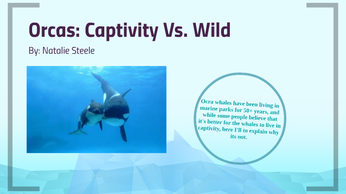 Orcas: Captivity Vs. Wild by Natalie Steele on Prezi