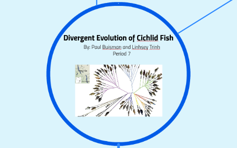 Divergent Evolution of Cichlid Fish by Paul Buisman on Prezi