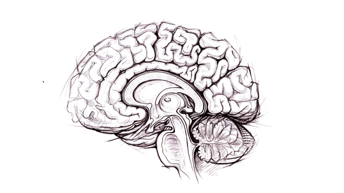 Celebrity Brain project by Gabriel Chiepalich on Prezi