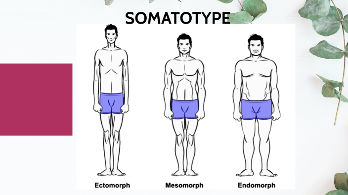 Somatotype by Matias De Rammelaere on Prezi