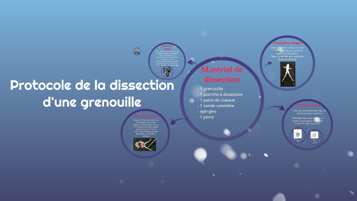 Protocole de la dissection d'une grenouille by margaux ab on Prezi