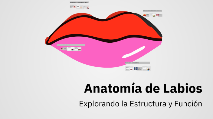 Anatomía de Labios by Lyn Yanid Idrobo Gualantala on Prezi