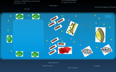 Alexandra Tuttle - Plant Cell by Misa Y on Prezi