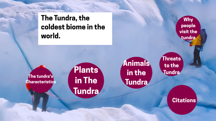 Tundra biome presentation by Cayden Smith on Prezi