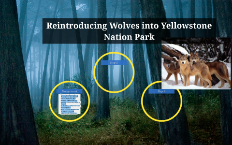 Reintroducing Wolves into Yellowstone Nation Park by Ansley House