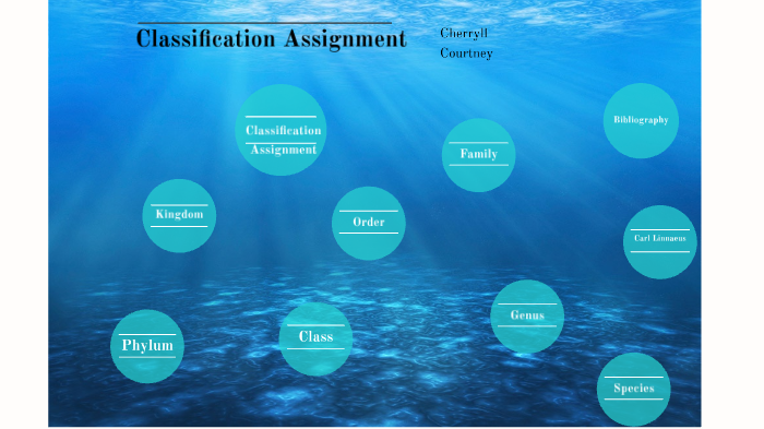 The Dolphin Classification by Cherryll Courtney on Prezi