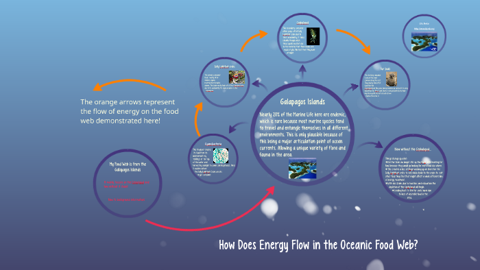 How Does Energy Flow in the Oceanic Food Web? by Allison Joy on Prezi