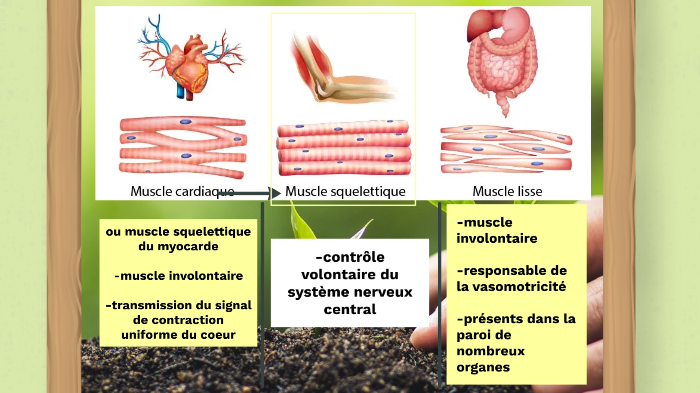 structure d'un muscle et mécanisme de la contraction by Zineb Afitou on ...