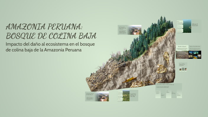 AMAZONIA PERUANA: BOSQUE DE COLINA BAJA by Maycol Vizcarra on Prezi