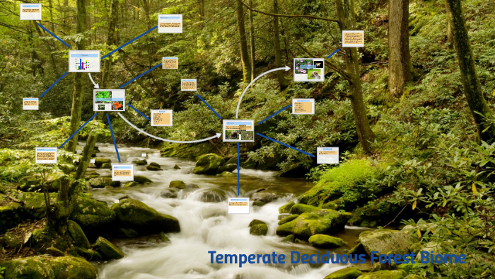 Temperate Deciduous Forest Biome by You Are A Moose on Prezi