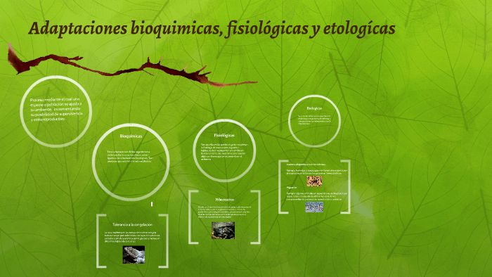 Adaptaciones morfológicas, fisiologicas y etologías by German Romero on ...