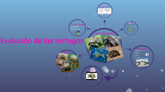 Evolución de las tortugas by Alba Zambrano on Prezi