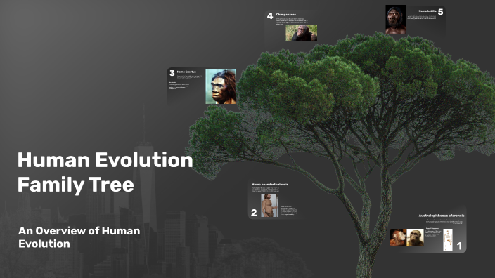 Human Evolution Family Tree by Colette Bocksch on Prezi