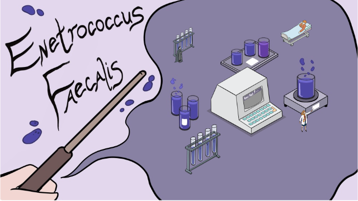 Enterococcus Faecalis by Leah K. on Prezi