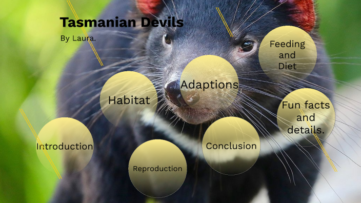 The Tasmanian Devil by Laura Vu on Prezi