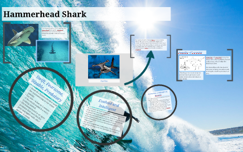 Hammerhead Shark by Allyse Minton on Prezi