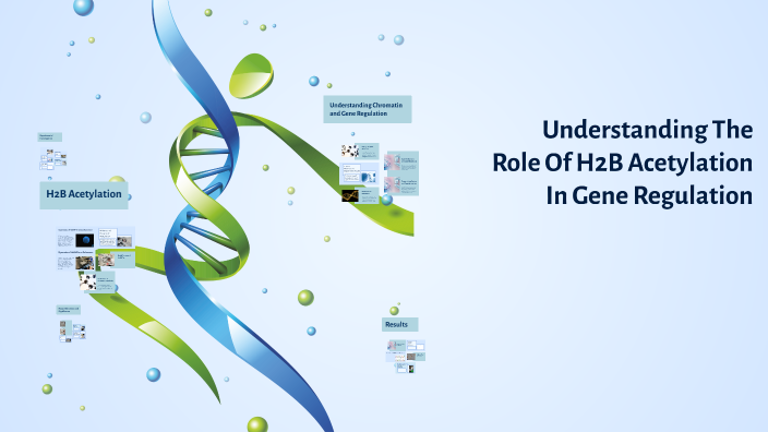 Understanding The Role Of H2B Acetylation In Gene Regulation by Sheryl ...