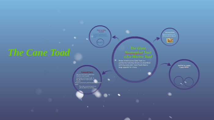 The Cane Toad by Martin Haggray on Prezi