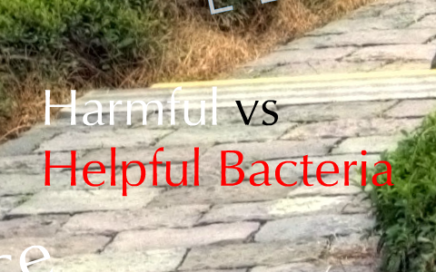 harmful versus helpful bacteria! by Garrett Mills on Prezi