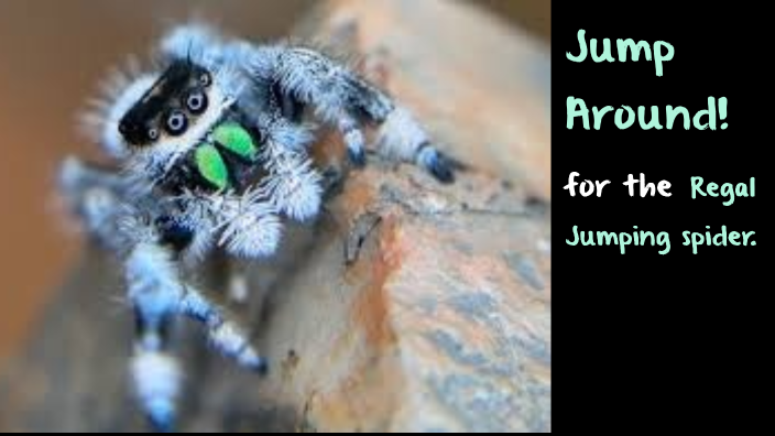 The Enigmatic Regal Jumping Spider by Alee Johnson on Prezi
