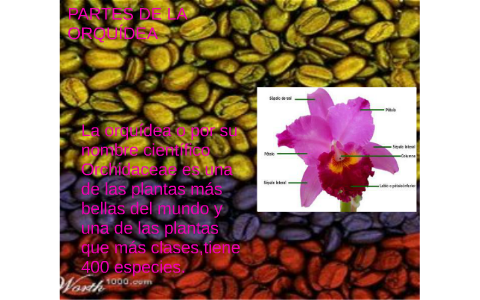 PARTES DE LA ORQUIDEA by santiago saraza beltrán on Prezi